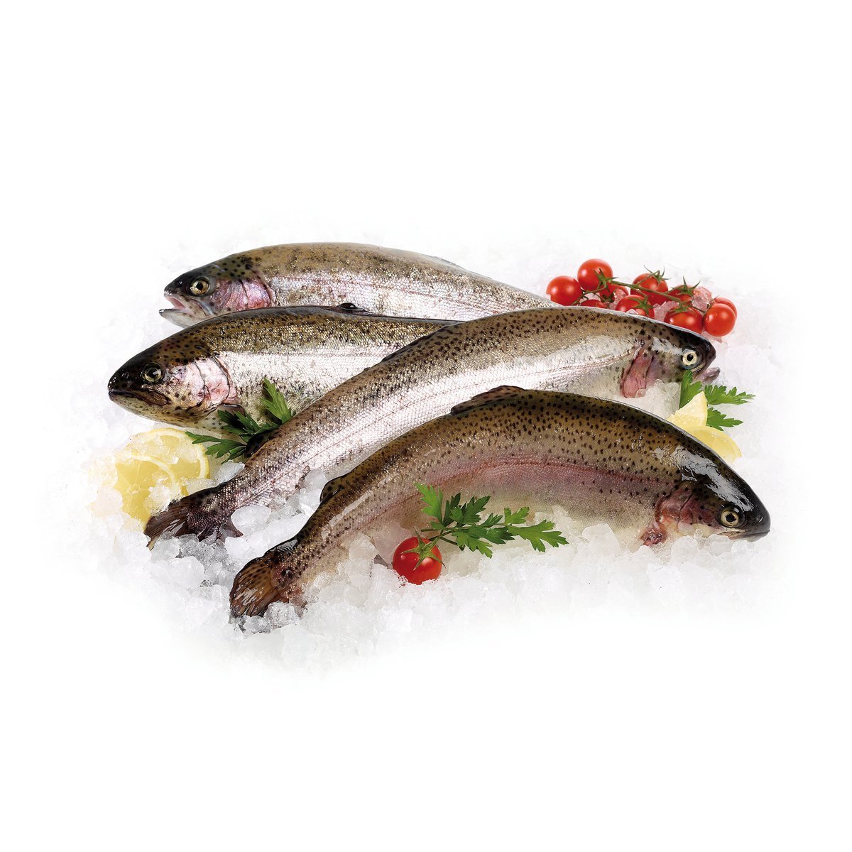 Trota Iridea (Onchorhynchus Mykiss) Allevata in acqua dolce in Italia ...